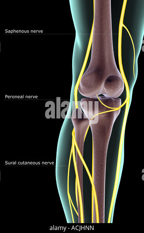 The nerve supply of the knee Stock Photo: 13203115 - Alamy