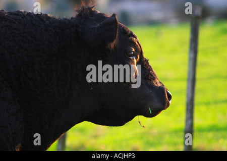 Black Angus Bull Head Stock Photo - Alamy
