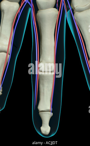 The blood supply of the fingers Stock Photo - Alamy