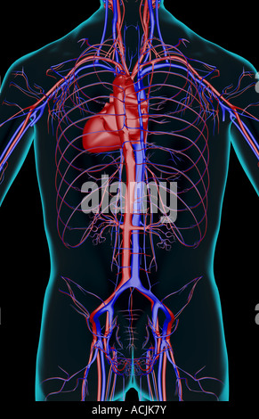 The blood supply of the trunk Stock Photo - Alamy