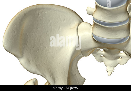 Close-up view of the bones of the hip joint Stock Photo: 52076706 - Alamy