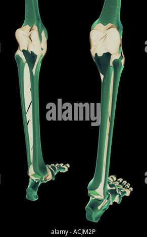 The ligaments of the leg Stock Photo - Alamy