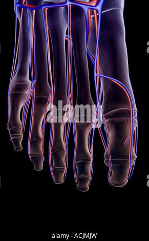 The blood supply of the foot Stock Photo - Alamy
