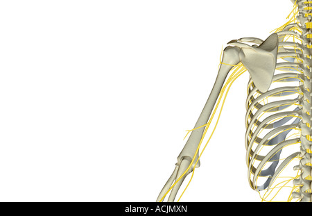 The nerves of the shoulder and upper arm Stock Photo - Alamy