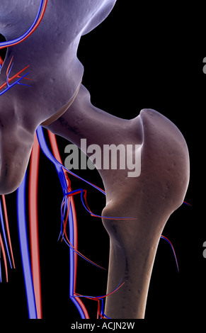 The blood supply of the hip Stock Photo - Alamy