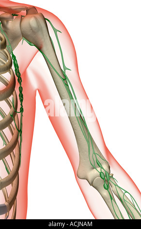 The lymph supply of the shoulder and upper arm Stock Photo - Alamy