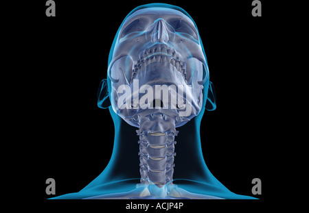 The ligaments of the head and neck Stock Photo - Alamy