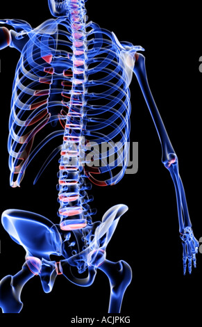 The bones of the trunk Stock Photo - Alamy