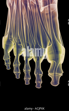 Illustration of the muscles of the foot. This is a dorsal view of the ...