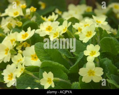 Primroses (Primula vulgaris) in flower on deciduous forest floor, Peak ...