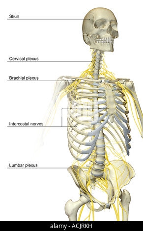The nerve supply of the upper body Stock Photo - Alamy