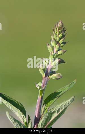Foxglove (Digitalis purpurea), showing unopened flower buds, backlit ...
