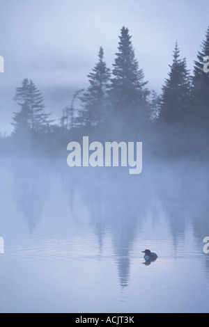 A common loon in New England Stock Photo - Alamy