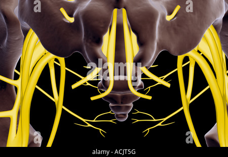 The coccygeal nerves Stock Photo: 13175837 - Alamy