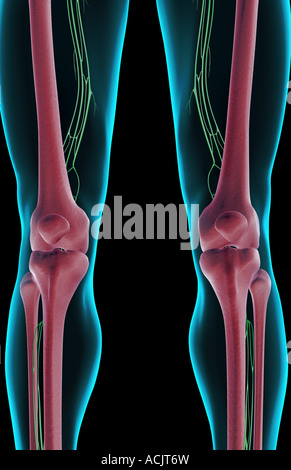 The lymph supply of the knee Stock Photo - Alamy