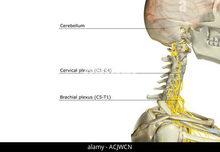 The nerve supply of the head and neck Stock Photo - Alamy