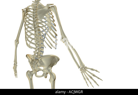 The bones of the trunk Stock Photo - Alamy