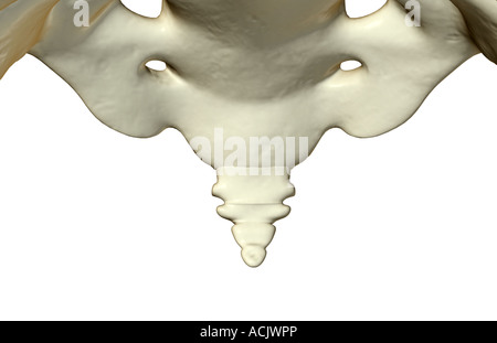 The bones of the tail bone Stock Photo - Alamy