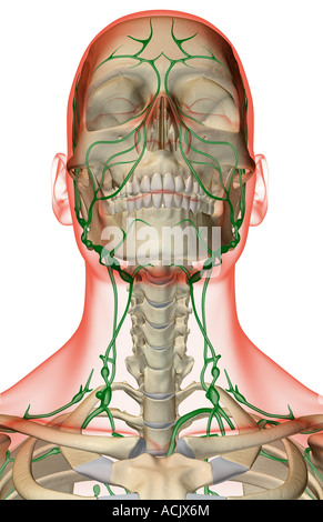 The lymph supply of the head neck and face Stock Photo - Alamy