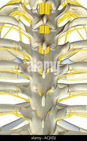 The thoracic spinal cord Stock Photo - Alamy