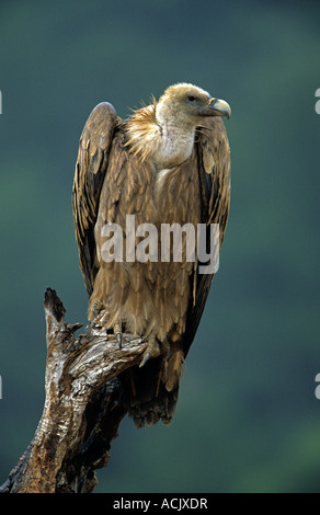 Griffon Vulture (Gysp fulvus) Spain - Portrait Stock Photo - Alamy