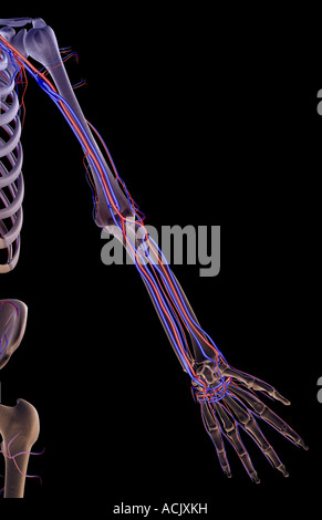 Blood vessels of the hand, illustration Stock Photo - Alamy