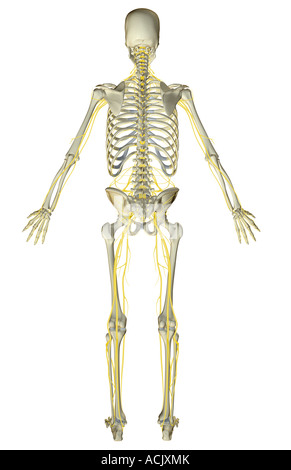 Human nervous system of the back, illustration Stock Photo - Alamy