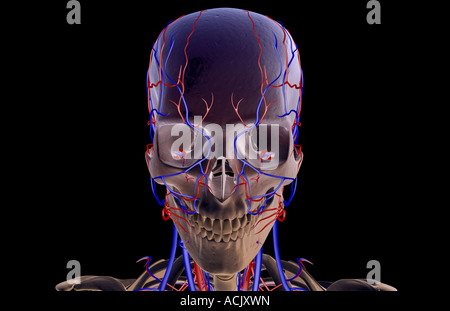 The blood supply of the head and face Stock Photo - Alamy