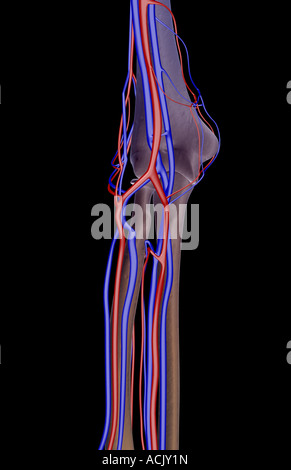 The blood supply of the elbow Stock Photo - Alamy
