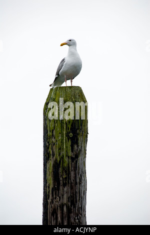 Seagull resting on post Stock Photo - Alamy