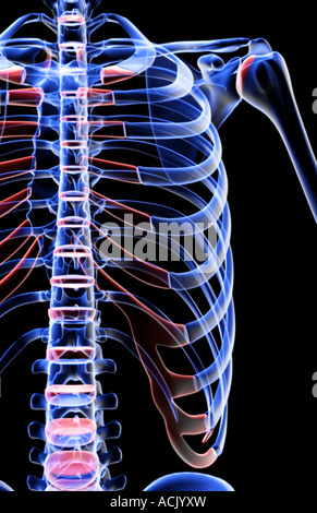 Clavicle or collar bone x-ray front or anterior view. Osteology of the ...