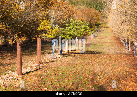 A truffles forest, actually a plantation Truffiere de la Bergerie ...