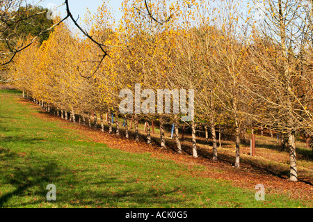 A truffles forest, actually a plantation Truffiere de la Bergerie ...