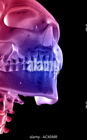 The bones of the jaw Stock Photo - Alamy