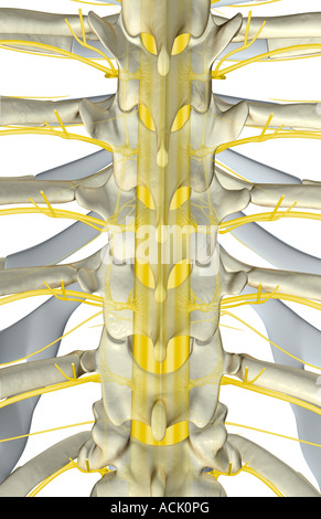 The thoracic spinal cord Stock Photo - Alamy