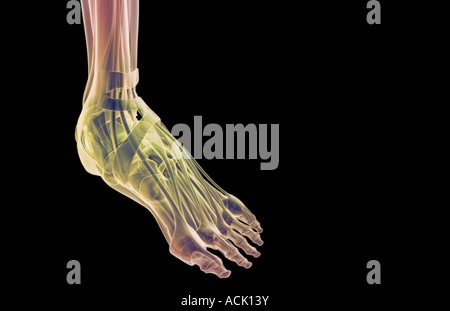 Illustration of the muscles of the foot. This is a dorsal view of the ...