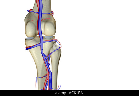 Blood vessels of the knee, illustration Stock Photo - Alamy