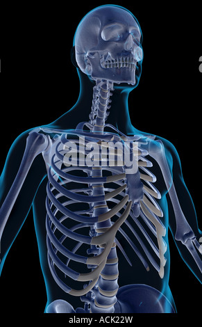 Upper body front view of human skeleton with veins and arteries, black ...