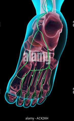 The lymph supply of the foot Stock Photo - Alamy