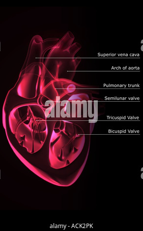 Sectional anatomy of the heart Stock Photo - Alamy