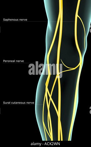 The nerve supply of the knee Stock Photo: 13175561 - Alamy