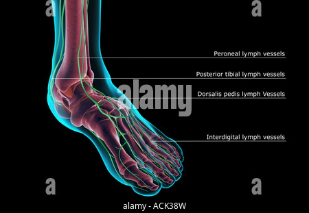 The lymph supply of the foot Stock Photo - Alamy