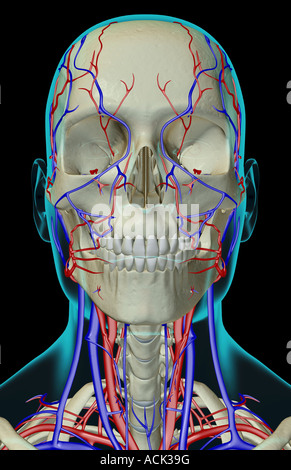 The blood supply of the head neck and face Stock Photo - Alamy