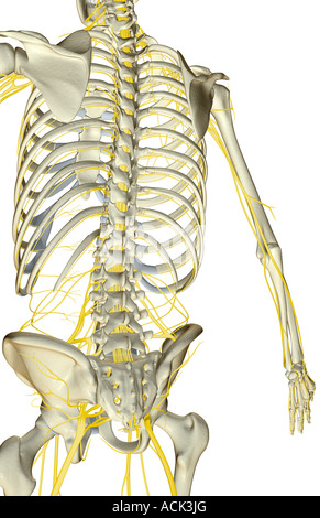The nerves of the trunk Stock Photo - Alamy