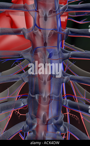 The blood vessels of the back Stock Photo - Alamy