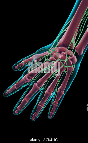 The lymph supply of the hand Stock Photo - Alamy
