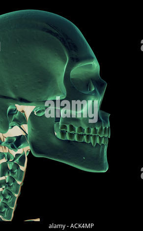 The ligaments of the head and face Stock Photo - Alamy
