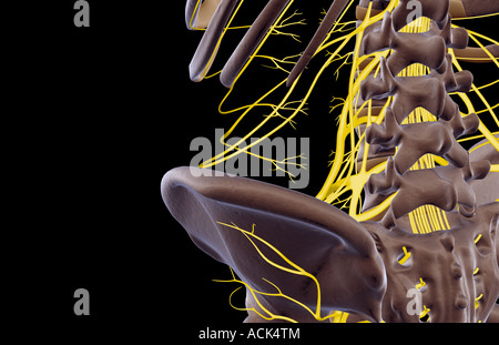 The nerves of the lower back Stock Photo - Alamy