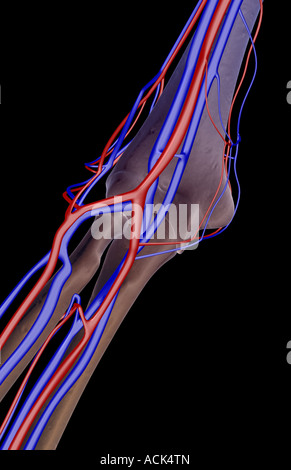 The blood supply of the elbow Stock Photo - Alamy