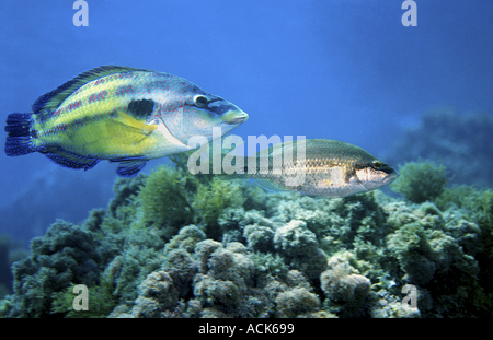 East atlantic peacock wrasse pair Symphodus tinca Mediterranean Stock ...
